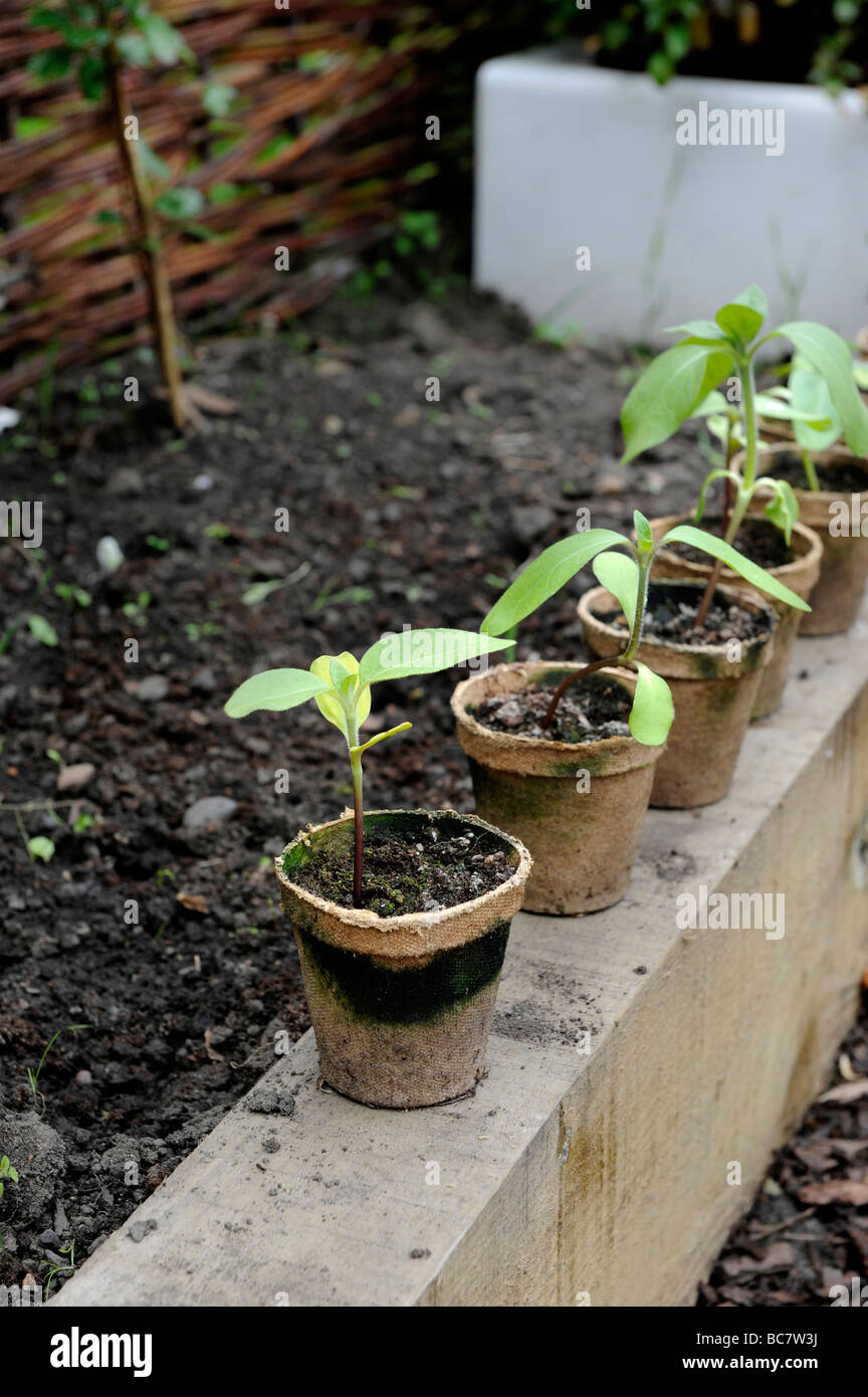 Compostable planting hi-res stock photography and images - Alamy