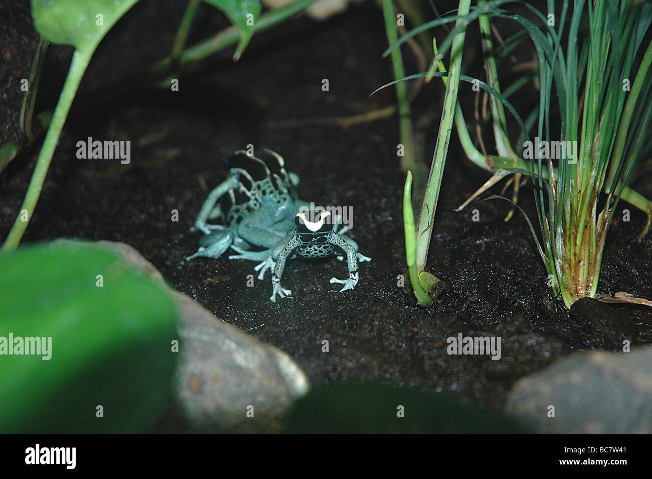 Three Powder Blue Dyeing Poison Frogs, Dendrobates tinctorius, also ...