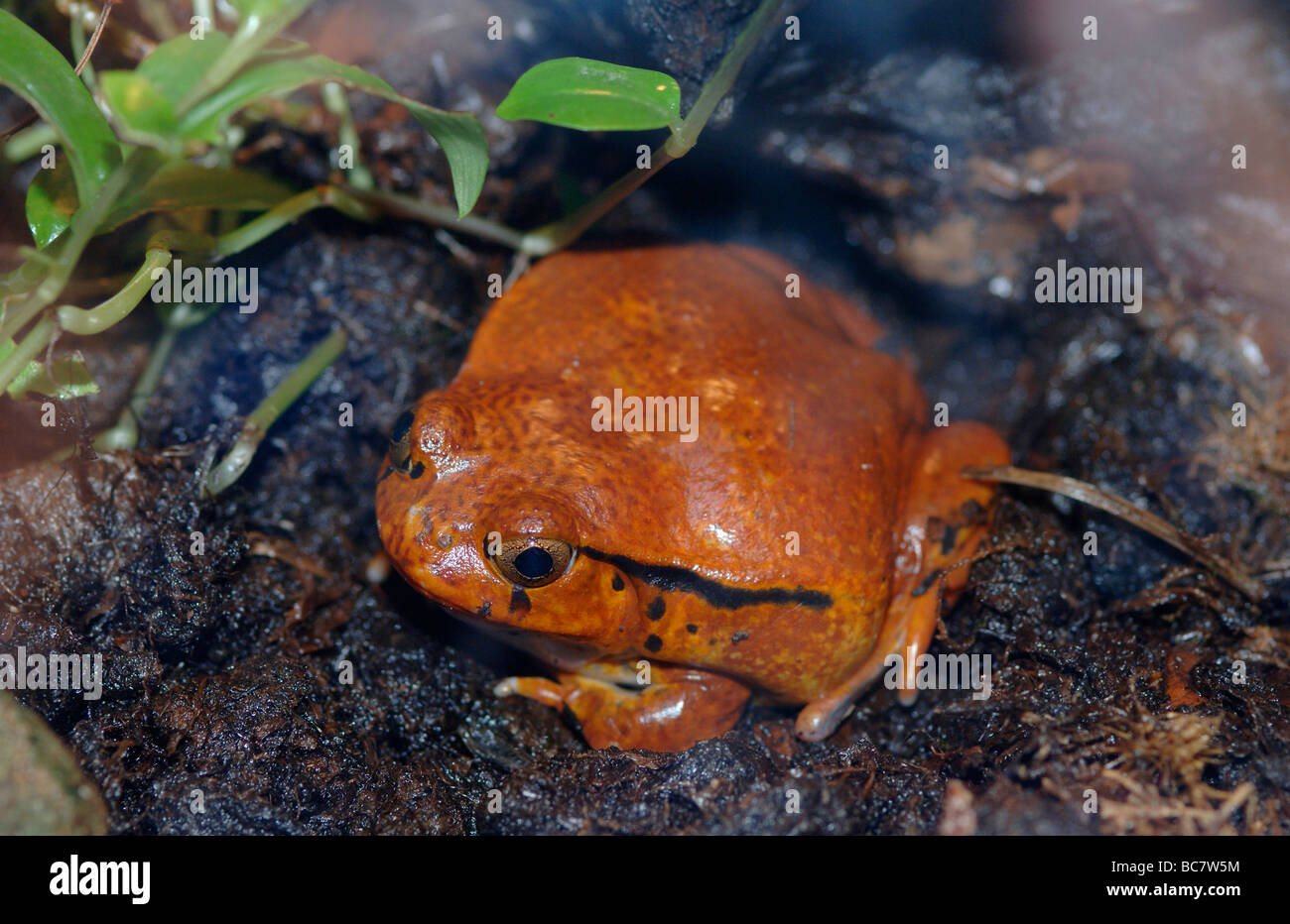 Tomato frogs hi-res stock photography and images - Alamy