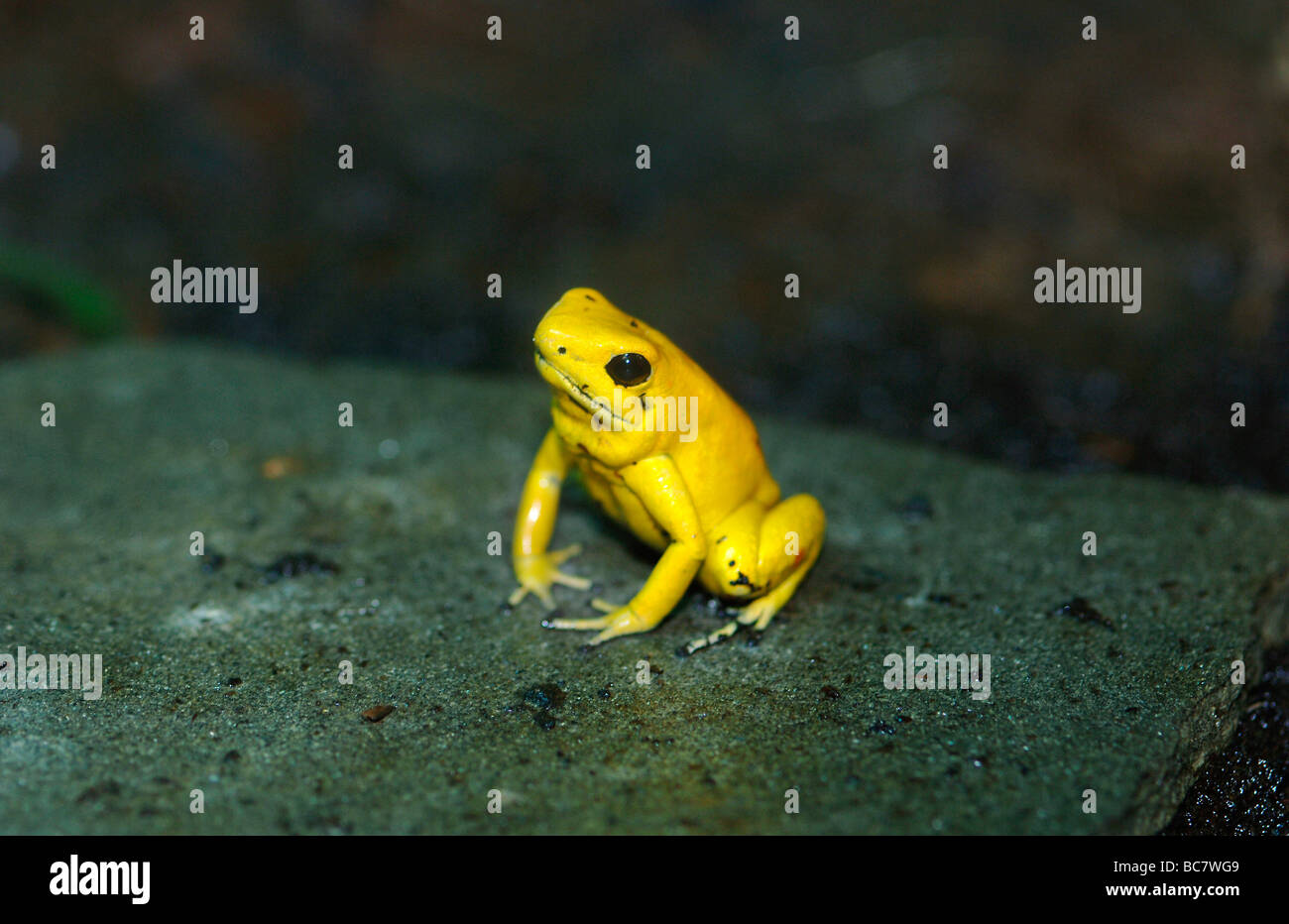 Golden Poison Frog, Phyllobates terribilis, in captivity. Considered to ...