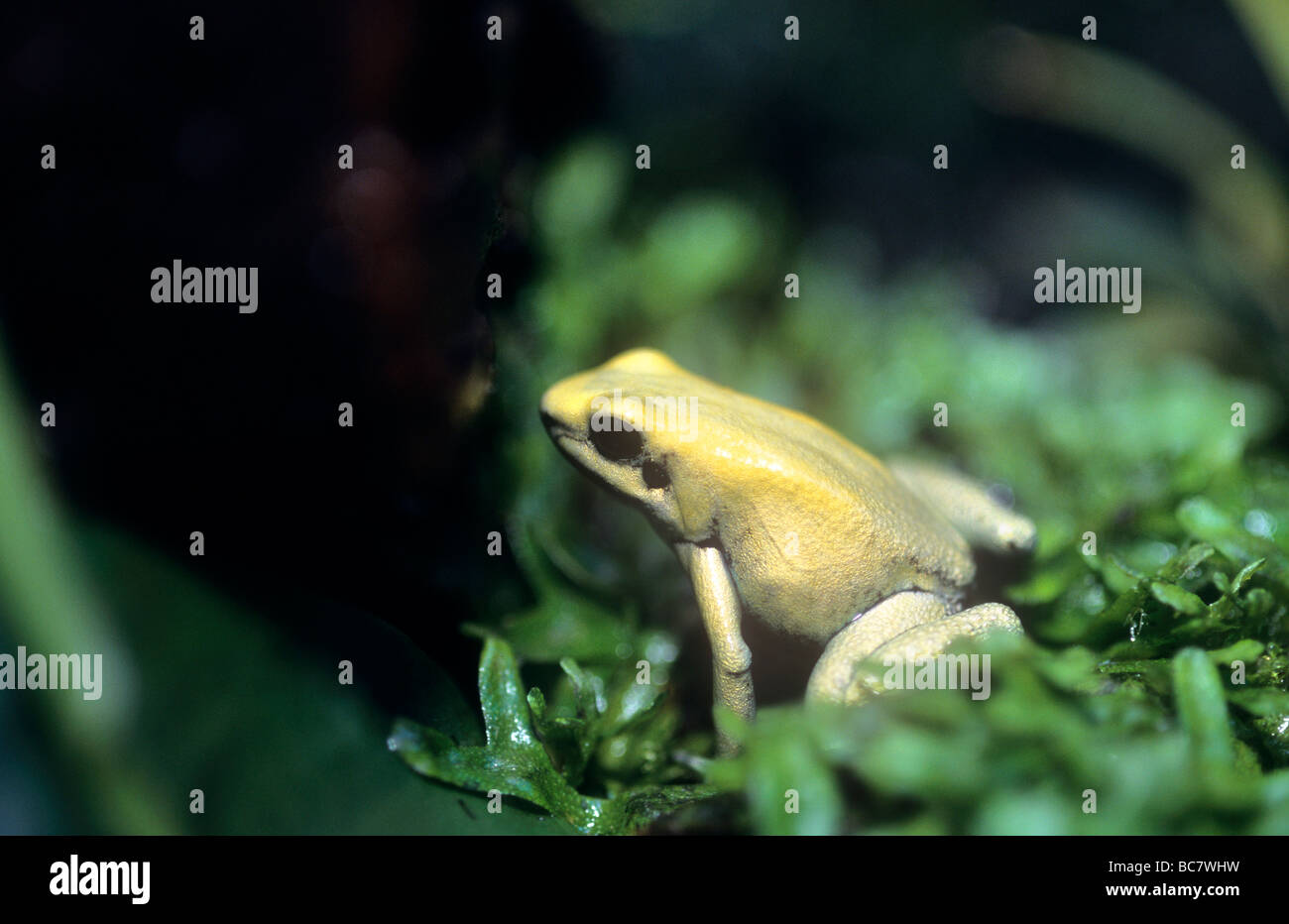 Golden Poison Frog, Phyllobates terribilis, in captivity. Considered to ...