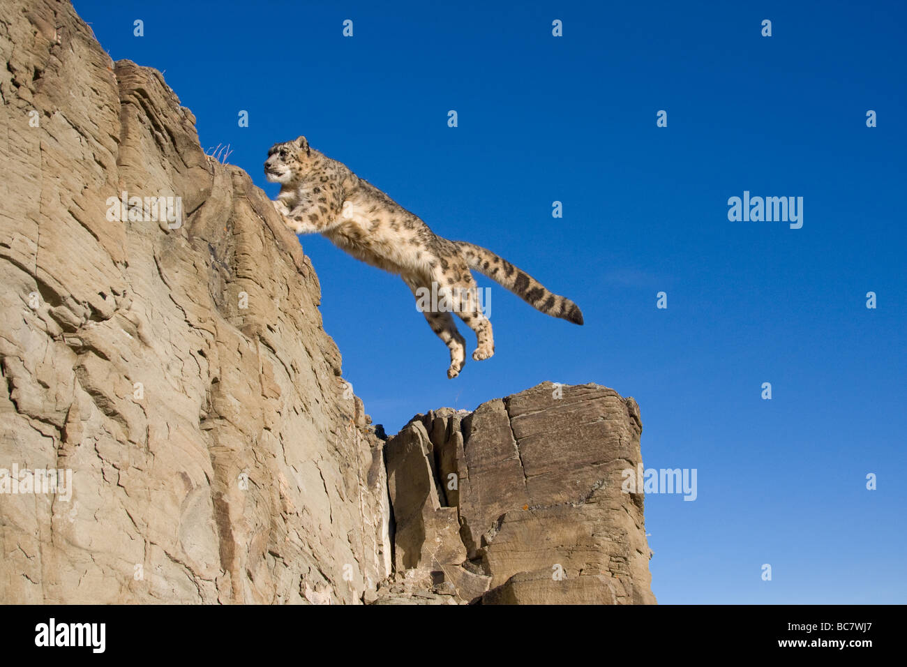 Snow leopard panthera uncia leaping hi-res stock photography and images ...