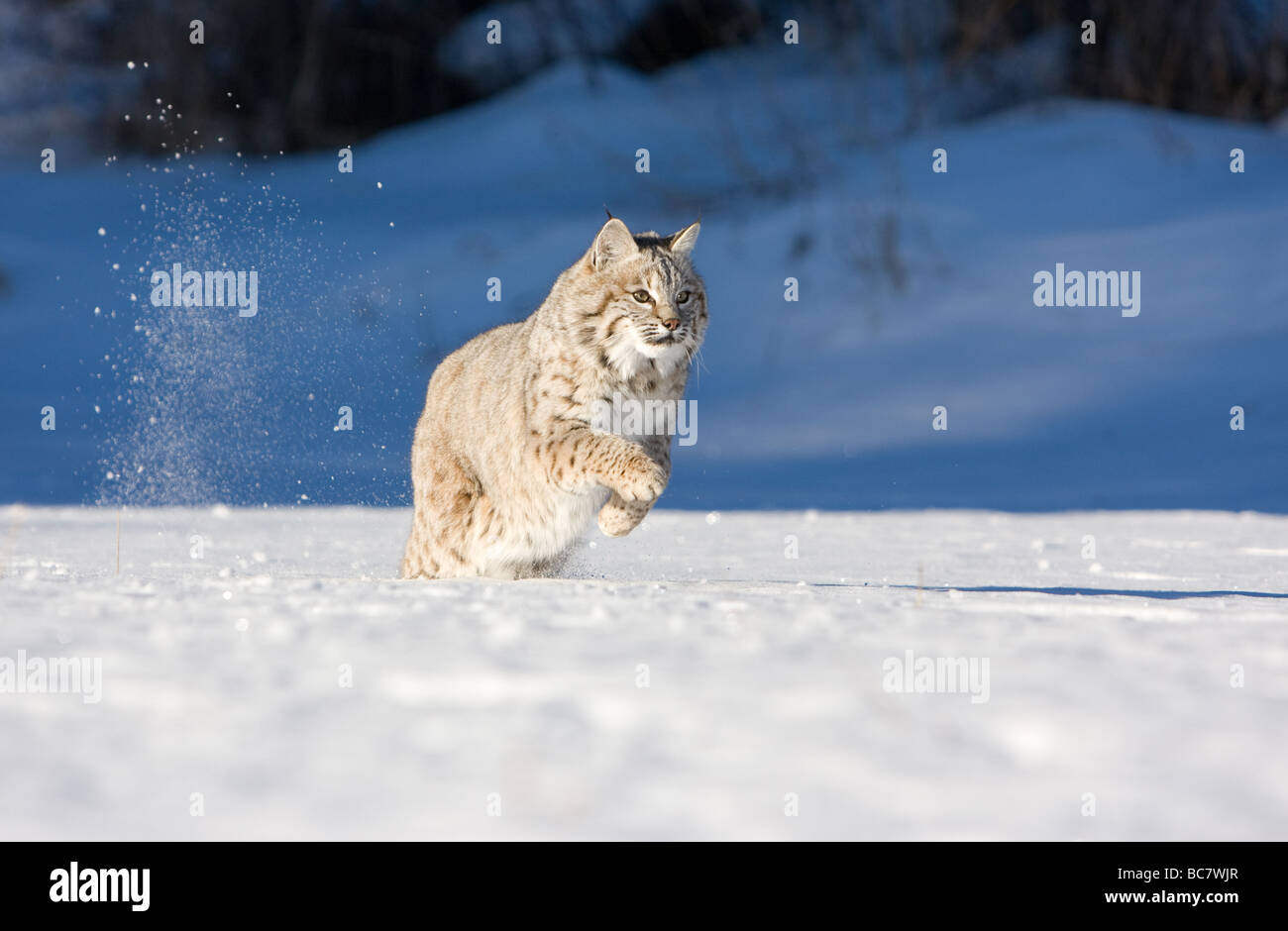 Bobcat running in snow Stock Photo - Alamy