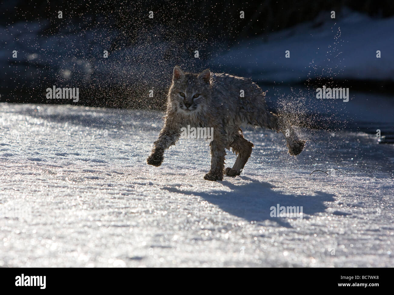 Cat shaking off water hi-res stock photography and images - Alamy