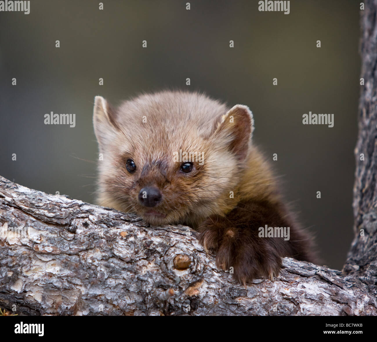 American Pine Martin High Resolution Stock Photography and Images - Alamy