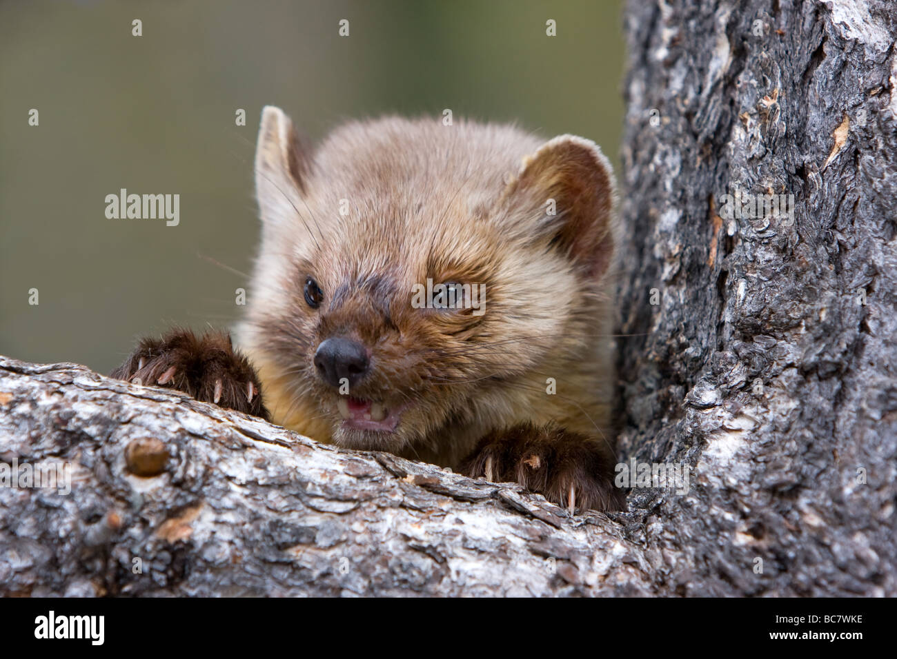 American Pine Martin High Resolution Stock Photography and Images - Alamy