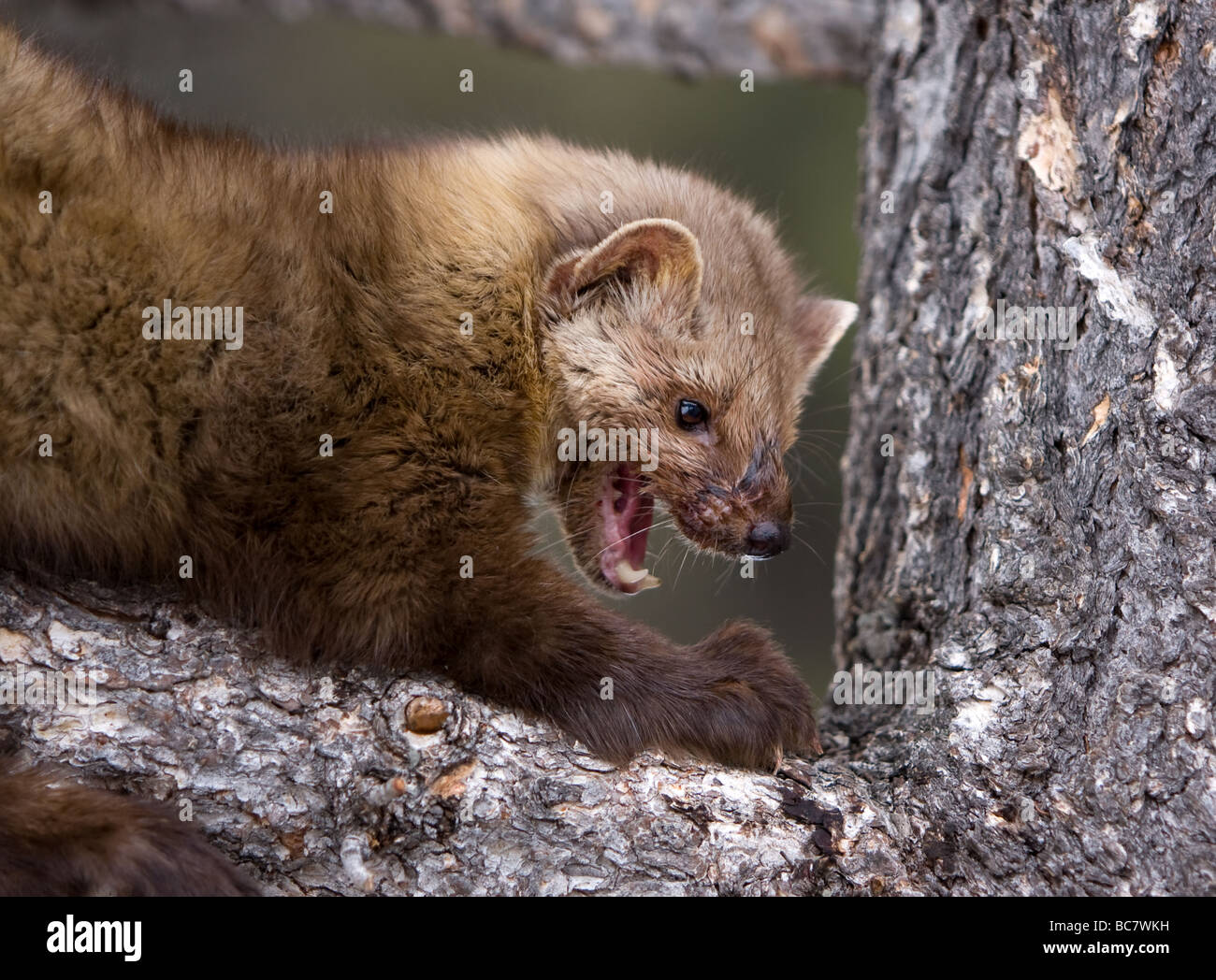 American pine martin hi-res stock photography and images - Alamy