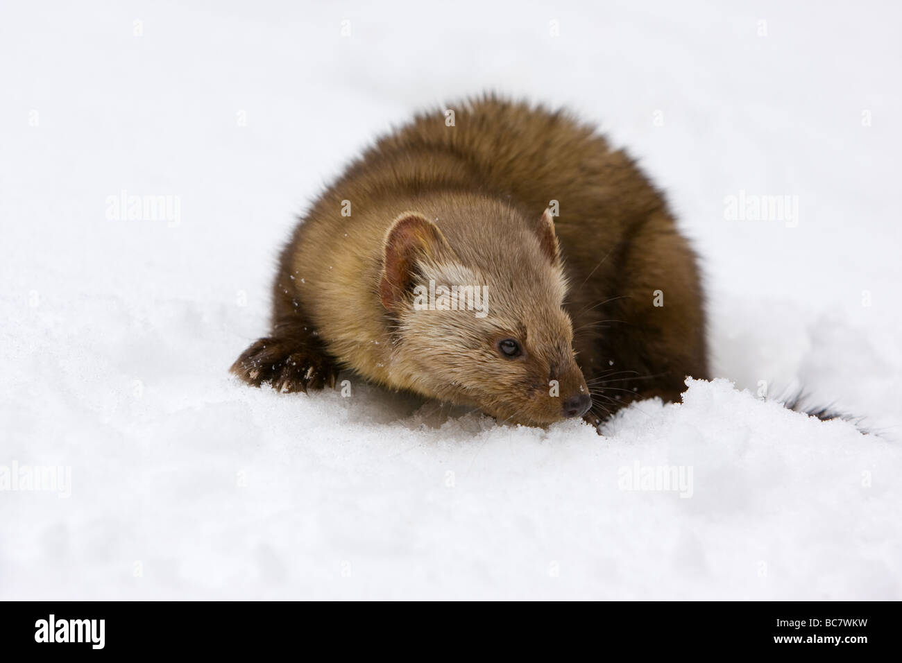 American Pine Martin High Resolution Stock Photography and Images - Alamy