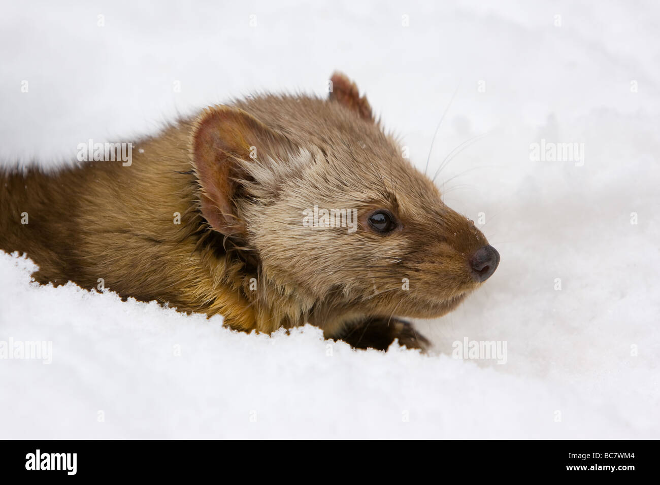 American pine martin hi-res stock photography and images - Alamy