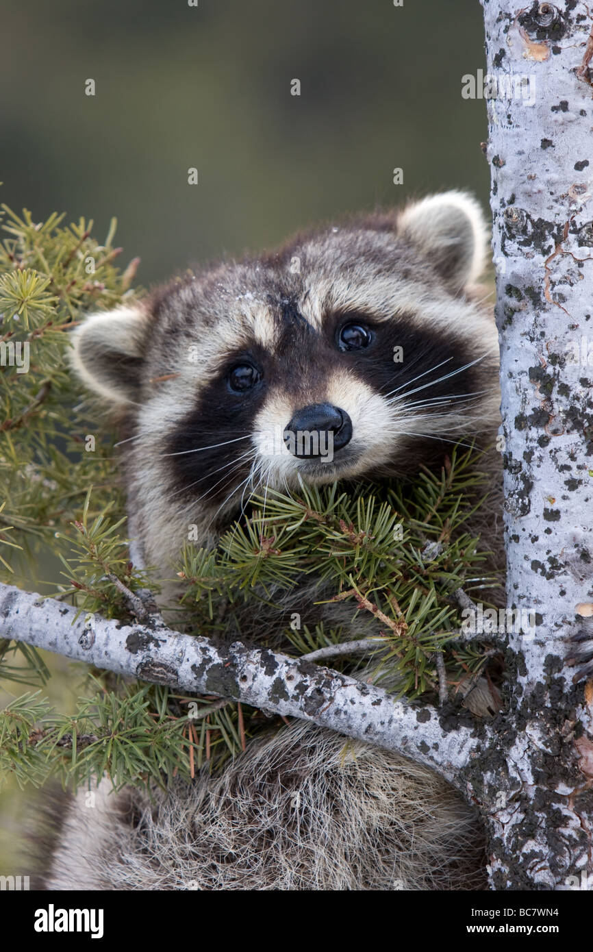 Raccoon in tree Stock Photo - Alamy