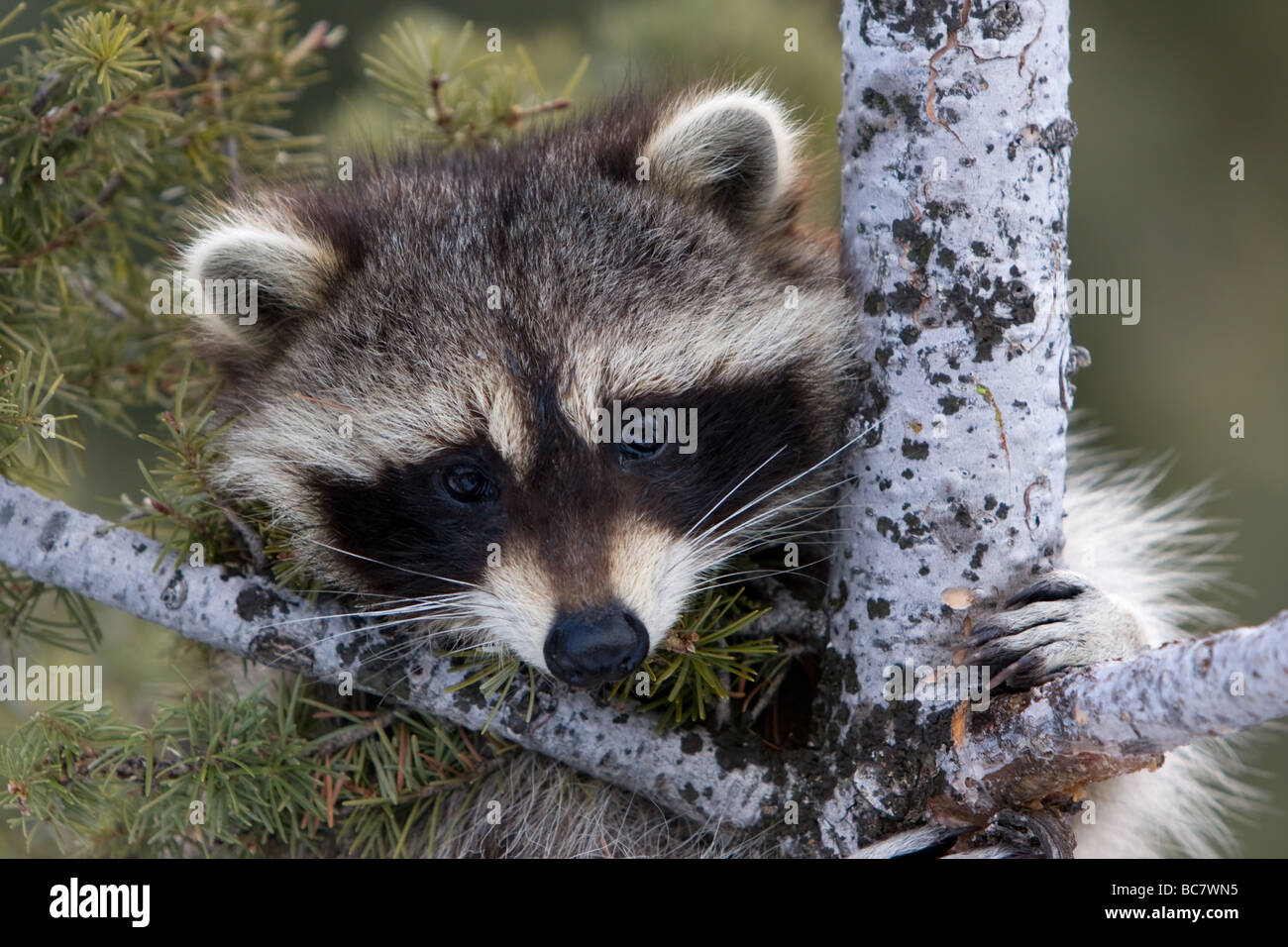Raccoon in tree Stock Photo - Alamy