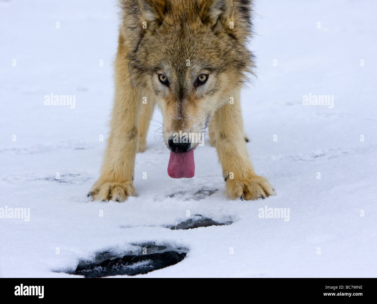 Wolf drinking from river hi-res stock photography and images - Alamy