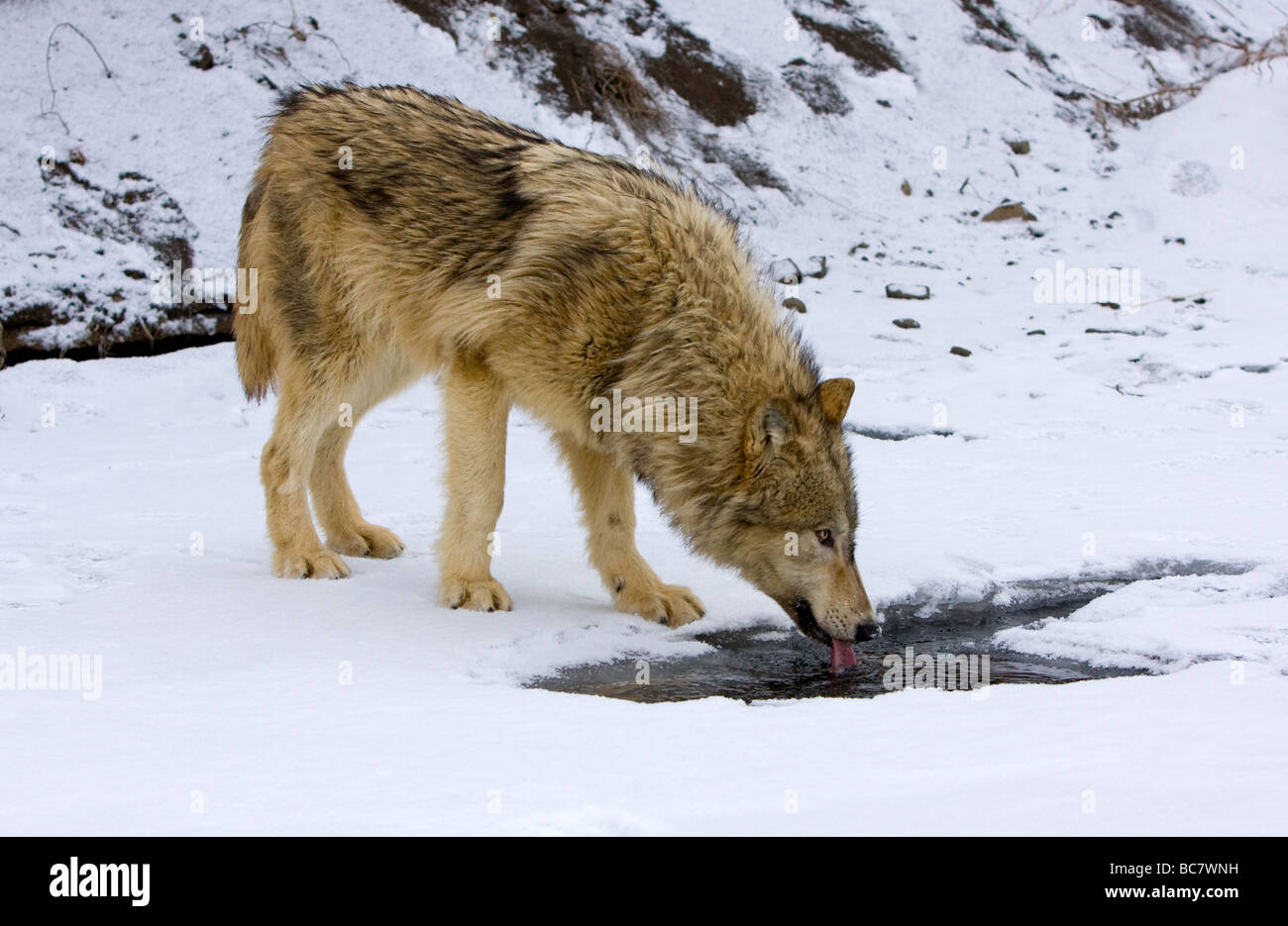 Wolf drinking from ice hole in frozen river Stock Photo - Alamy
