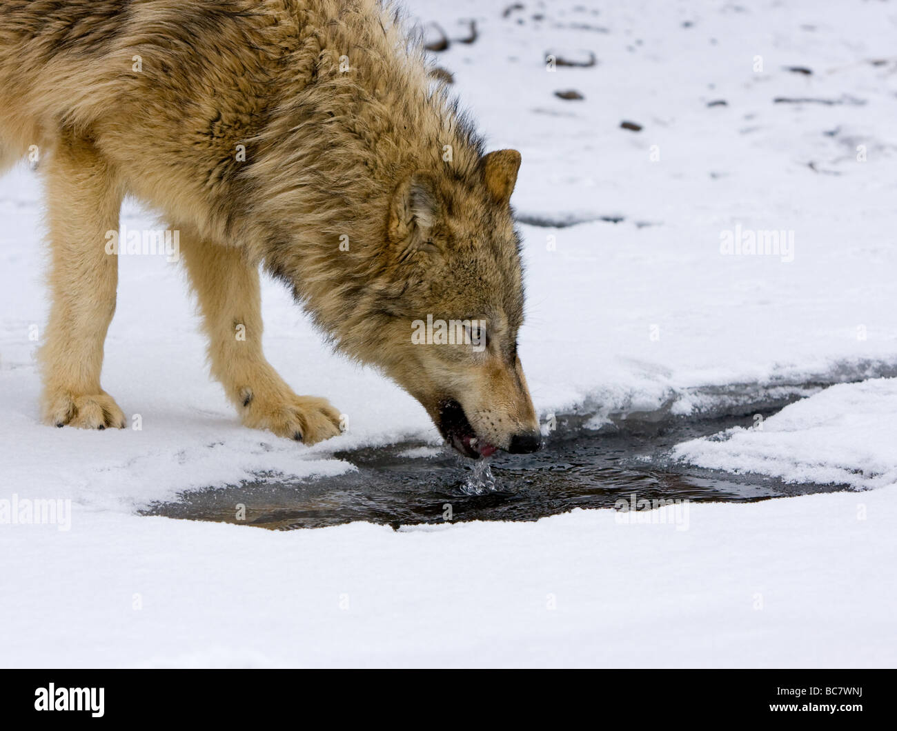 Wolf drinking from river hi-res stock photography and images - Alamy