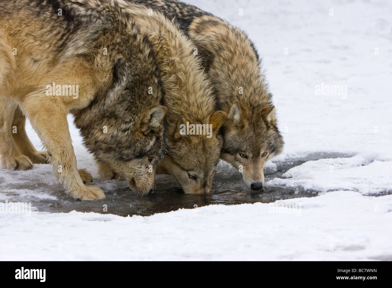 Three wolves drinking from ice hole in frozen river Stock Photo - Alamy