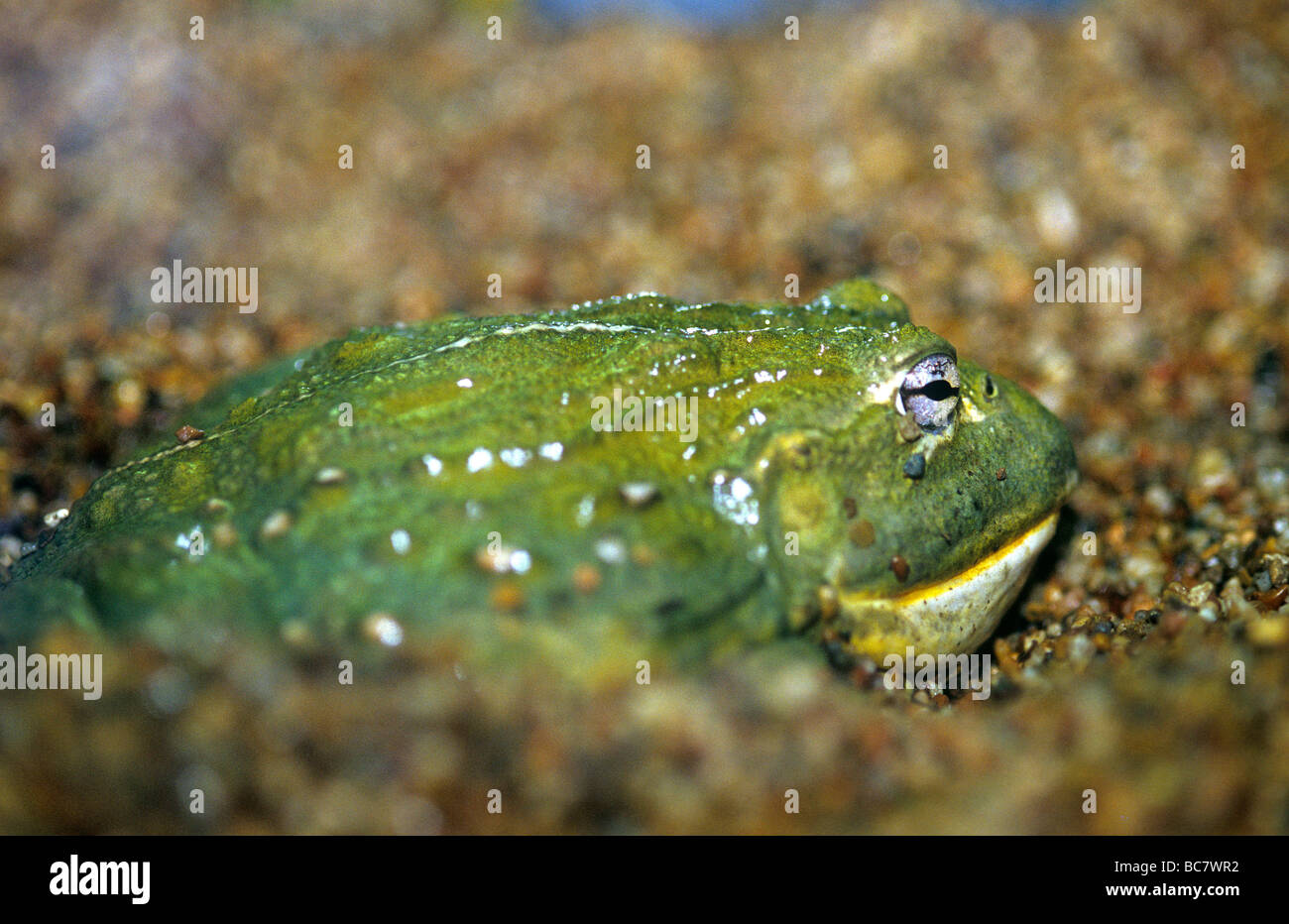 African Bull Frog, Pyxicephalus adspersus, in captivity. Also known as ...