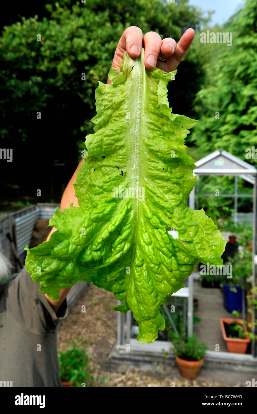 A female british gardener holds up a giant lettuce leaf grown in raised ...