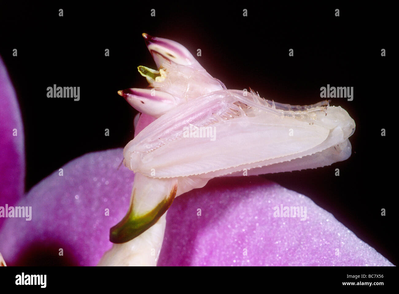 Orchid mantis hymenopus coronatus hidden hi-res stock photography and ...