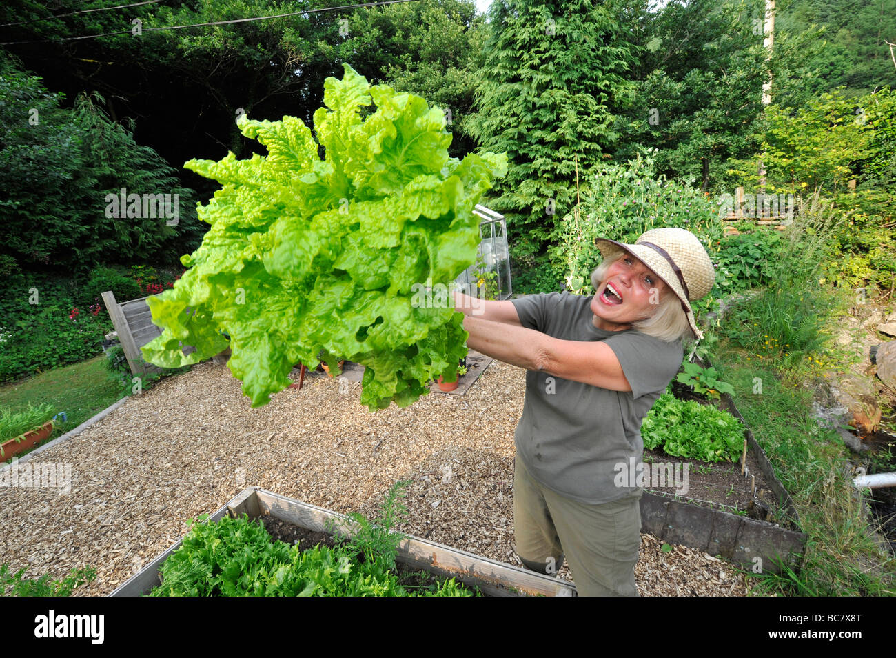 A female british gardener holds up a giant lettuce grown in raised beds ...