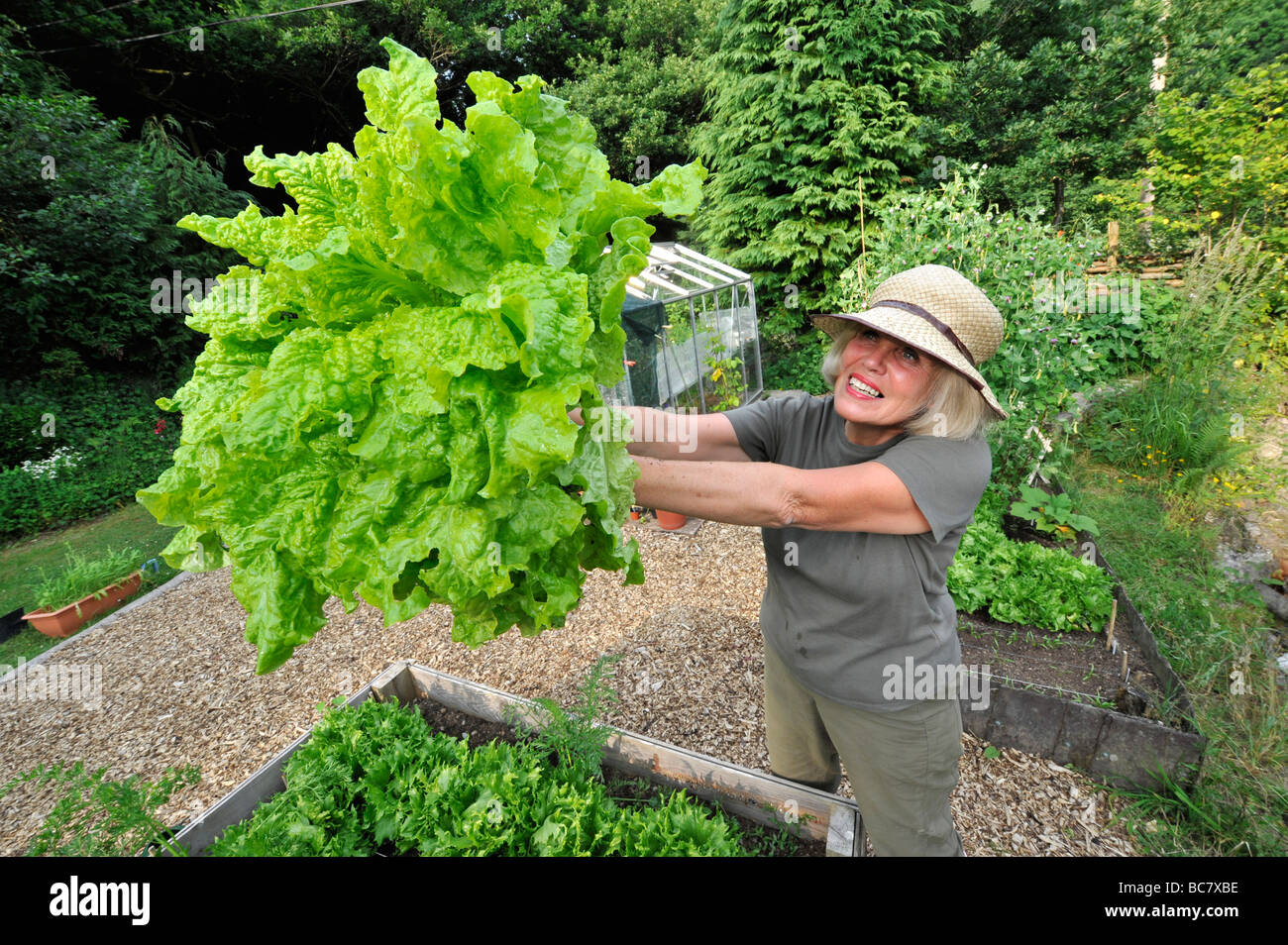 A female british gardener holds up a giant lettuce grown in raised beds ...