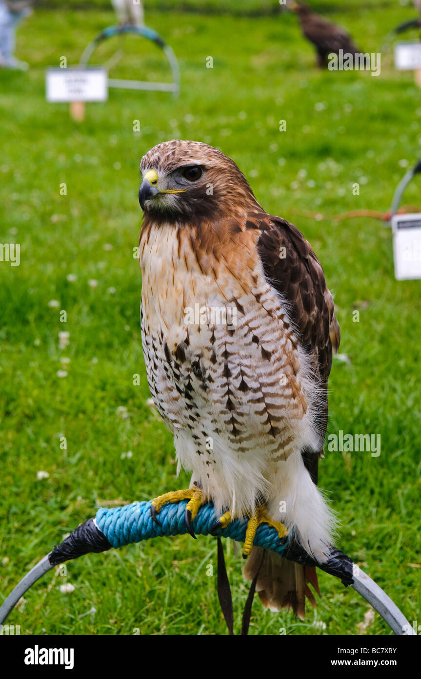 Captive Gyr Falcon Hawk on a perch at a country fair Stock Photo - Alamy