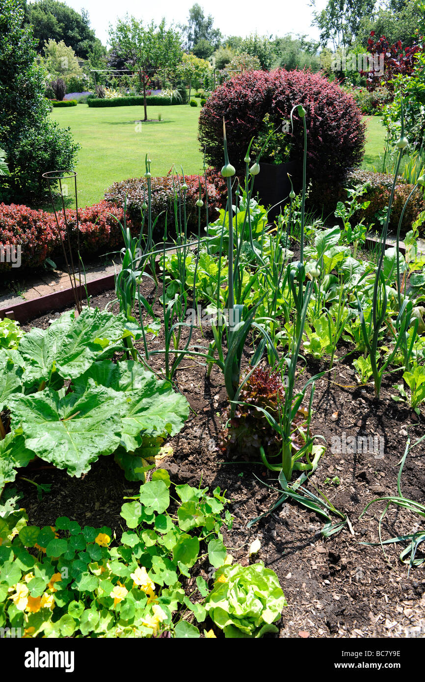 Veg plot hi-res stock photography and images - Alamy
