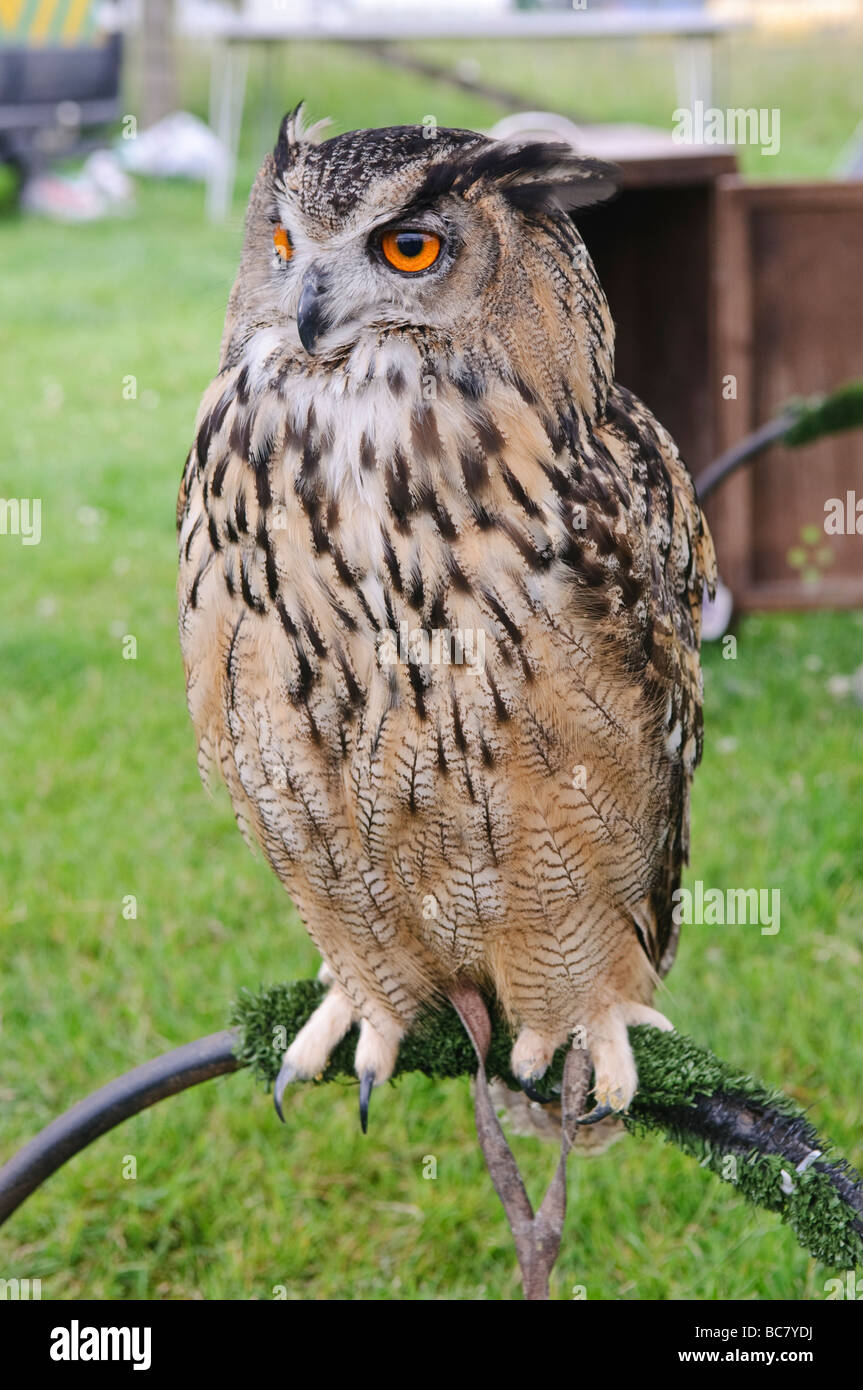 Captive Eurasian Eagle Owl (Bubo bubo) on a perch at a country fair ...