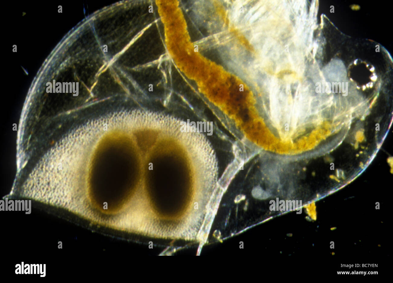 Water Flea with egg case, Daphnia Stock Photo - Alamy