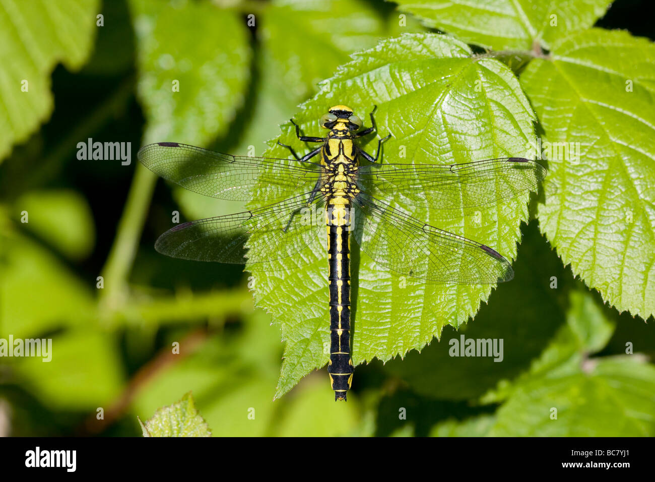 Club-tailed Dragonfly Gomphus vulgatissimus resting on vegetation in ...