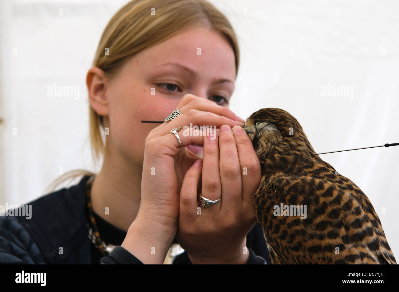 Female taxidermist adjusts the feathers around the eyes of a goshawk ...