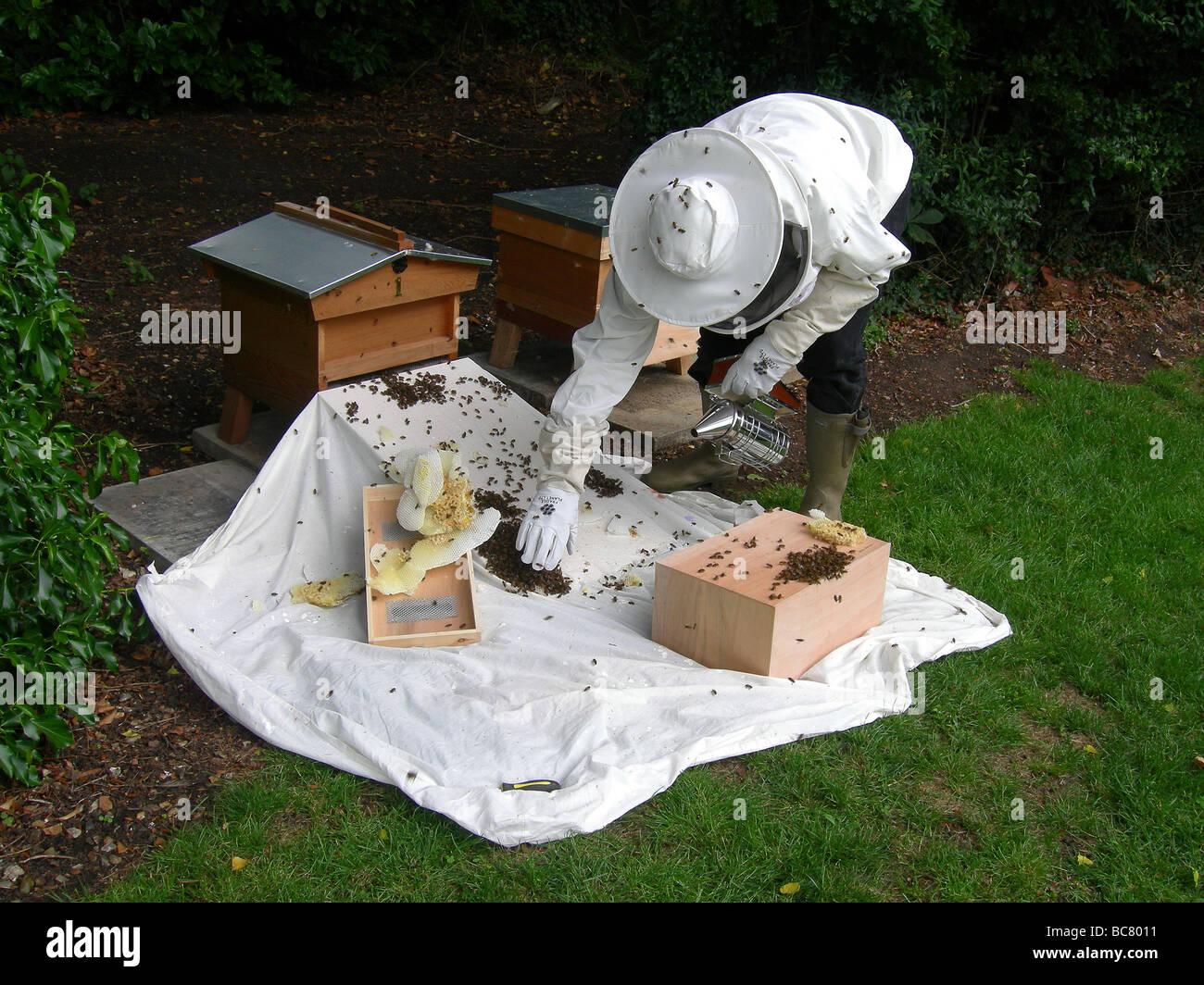 Hiving a swarm of Honey bees Stock Photo - Alamy