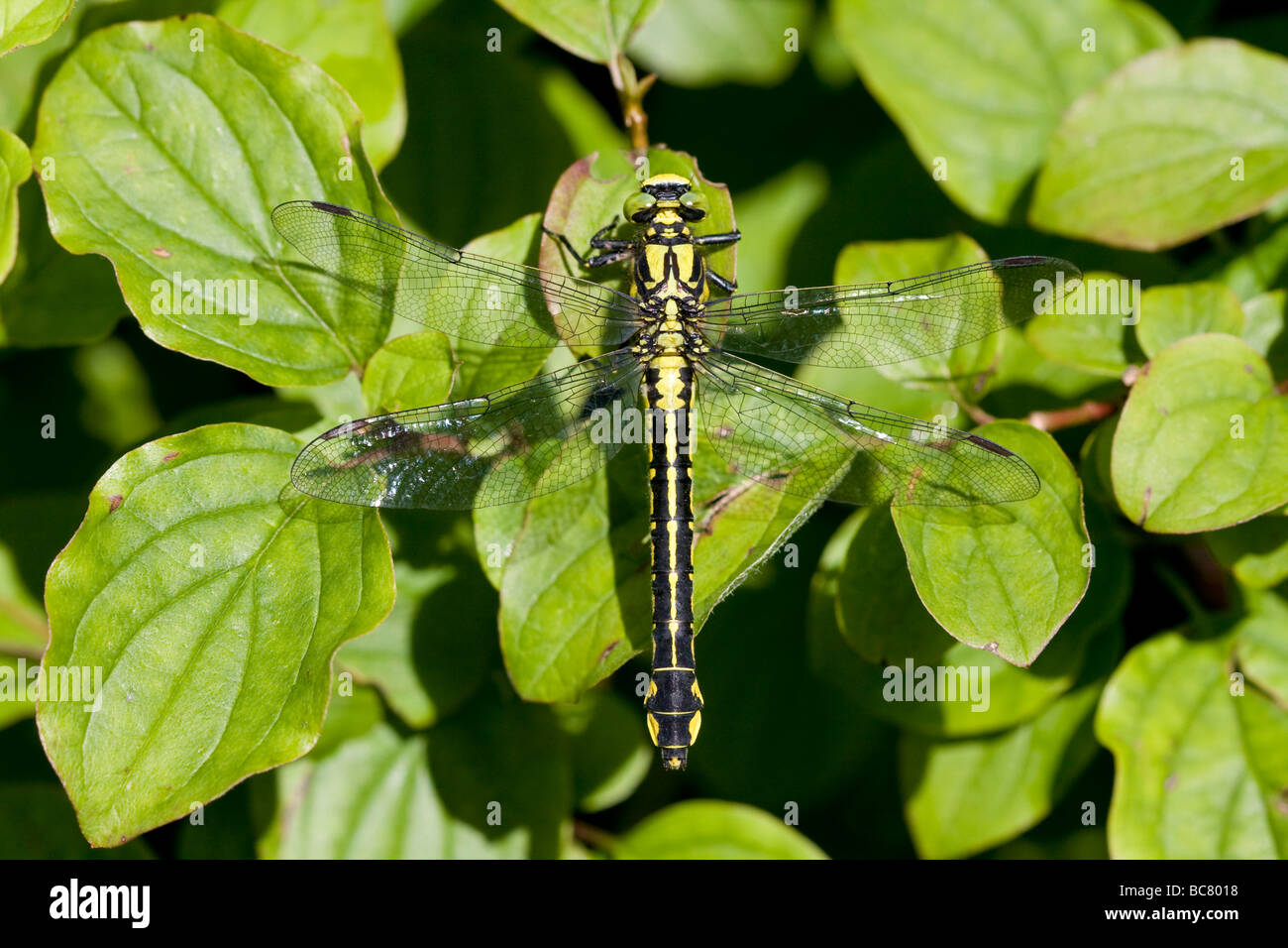 Club tailed dragonfly hi-res stock photography and images - Alamy