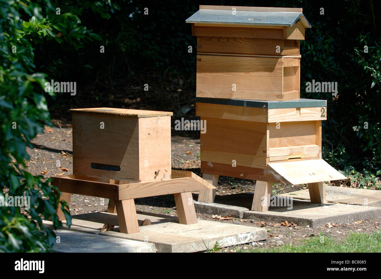 5 frame nuc box in postion Stock Photo - Alamy