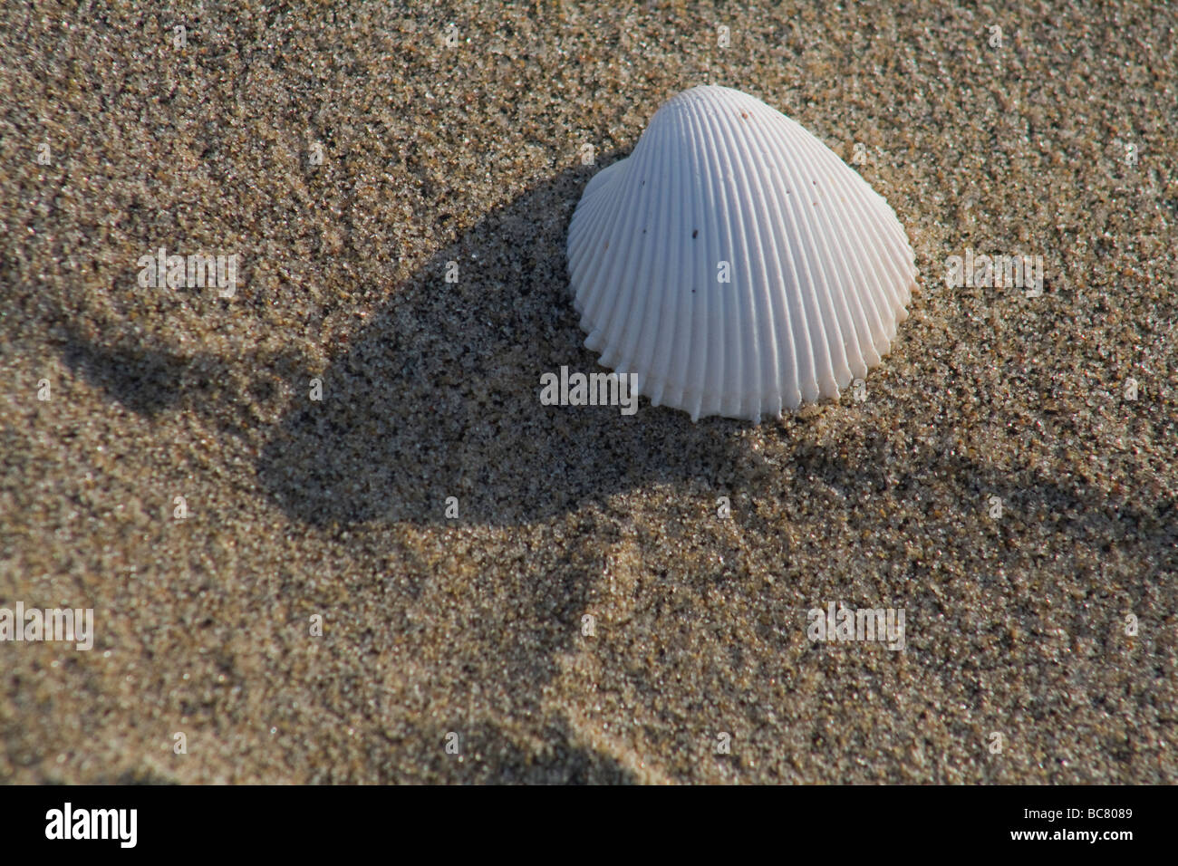 A SEA SHELL AT THE BEACH Stock Photo - Alamy