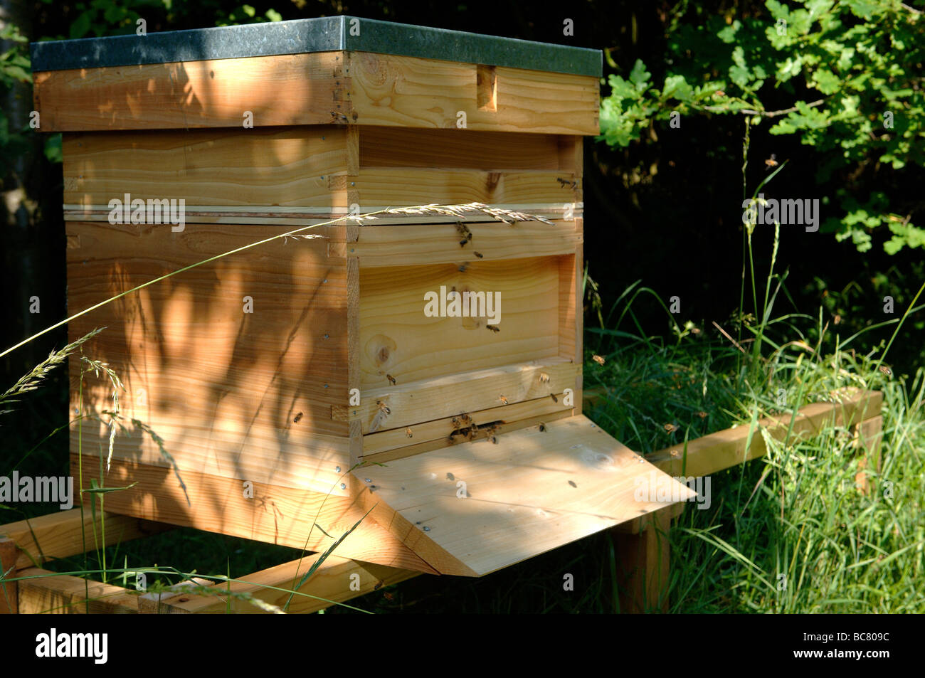 Bees around National bee hive Stock Photo - Alamy Bees around National bee hive Stock Photo - Alamy