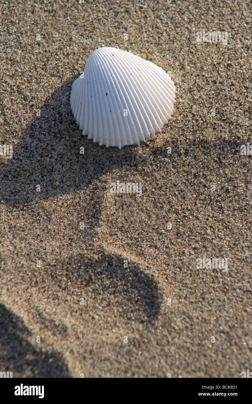 A SEA SHELL AT THE BEACH Stock Photo - Alamy