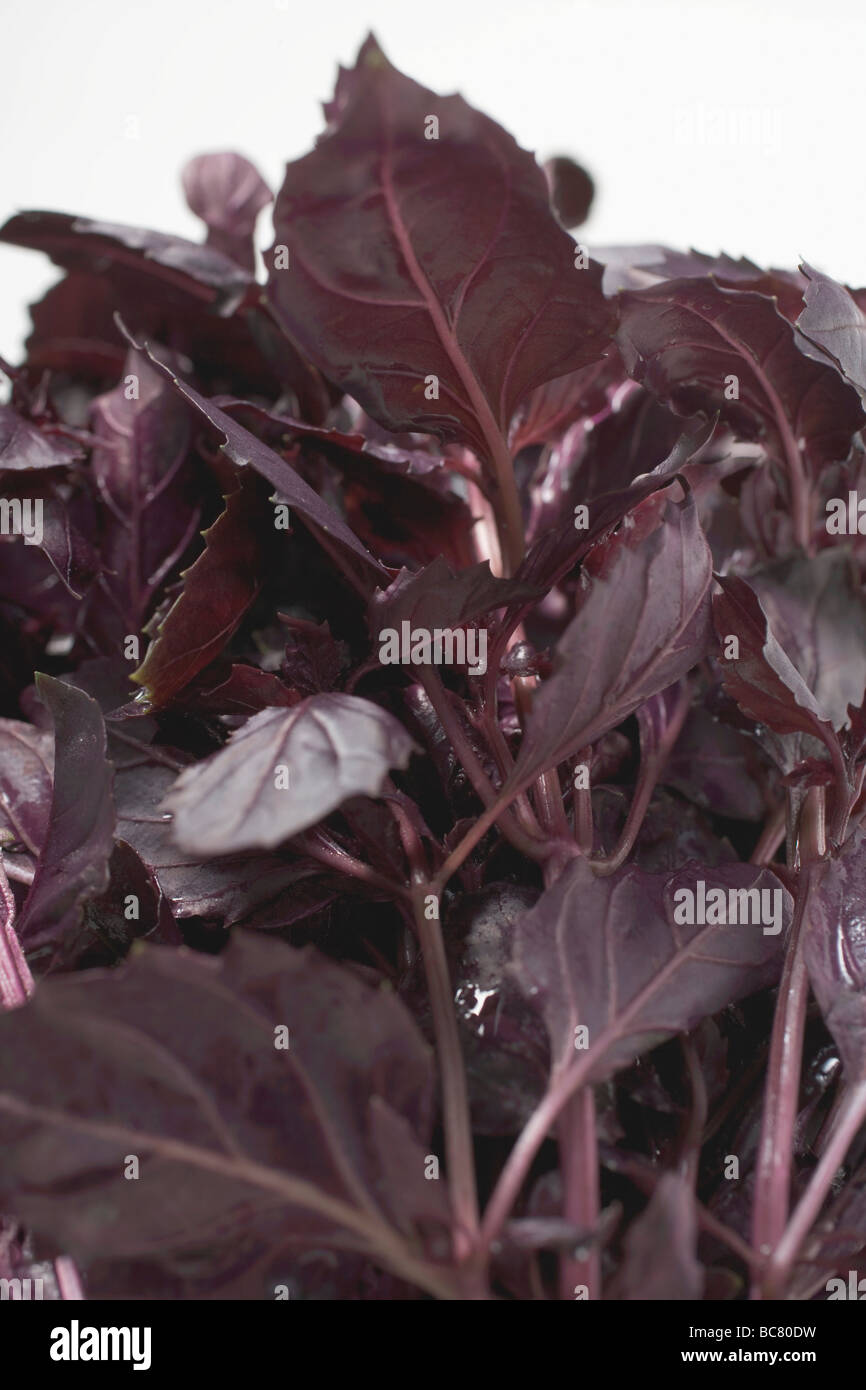 Red shiso (detail Stock Photo - Alamy