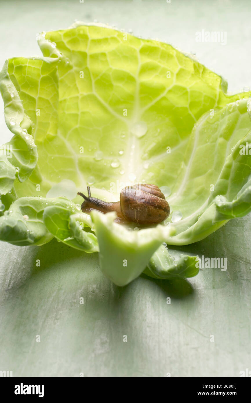 Snail on white cabbage leaf Stock Photo - Alamy