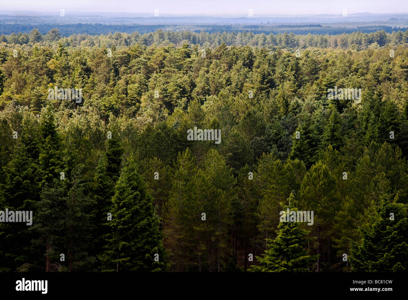 Forest of trees taken from viewpoint looking down onto Stock Photo - Alamy