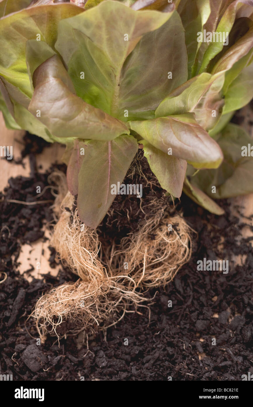 Red lettuce plant with roots and soil Stock Photo - Alamy