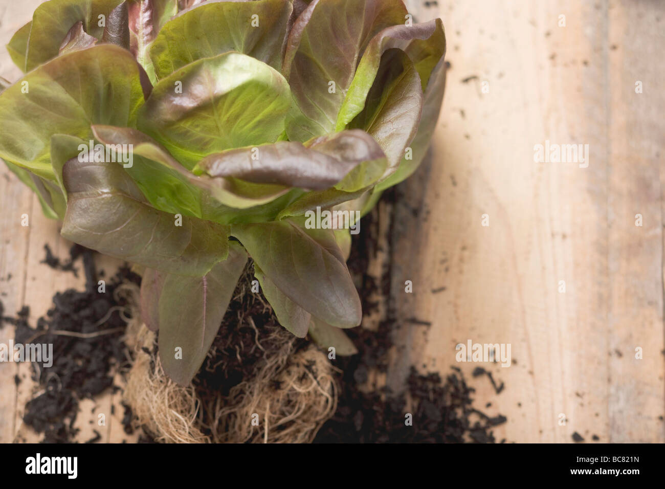 Red lettuce plant with roots & soil on wooden background Stock Photo ...