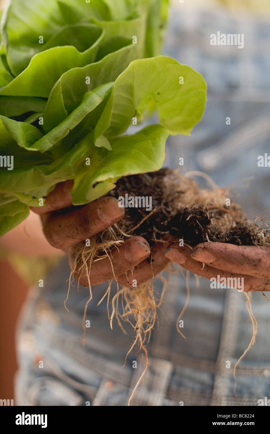 Lettuce Plant With Roots