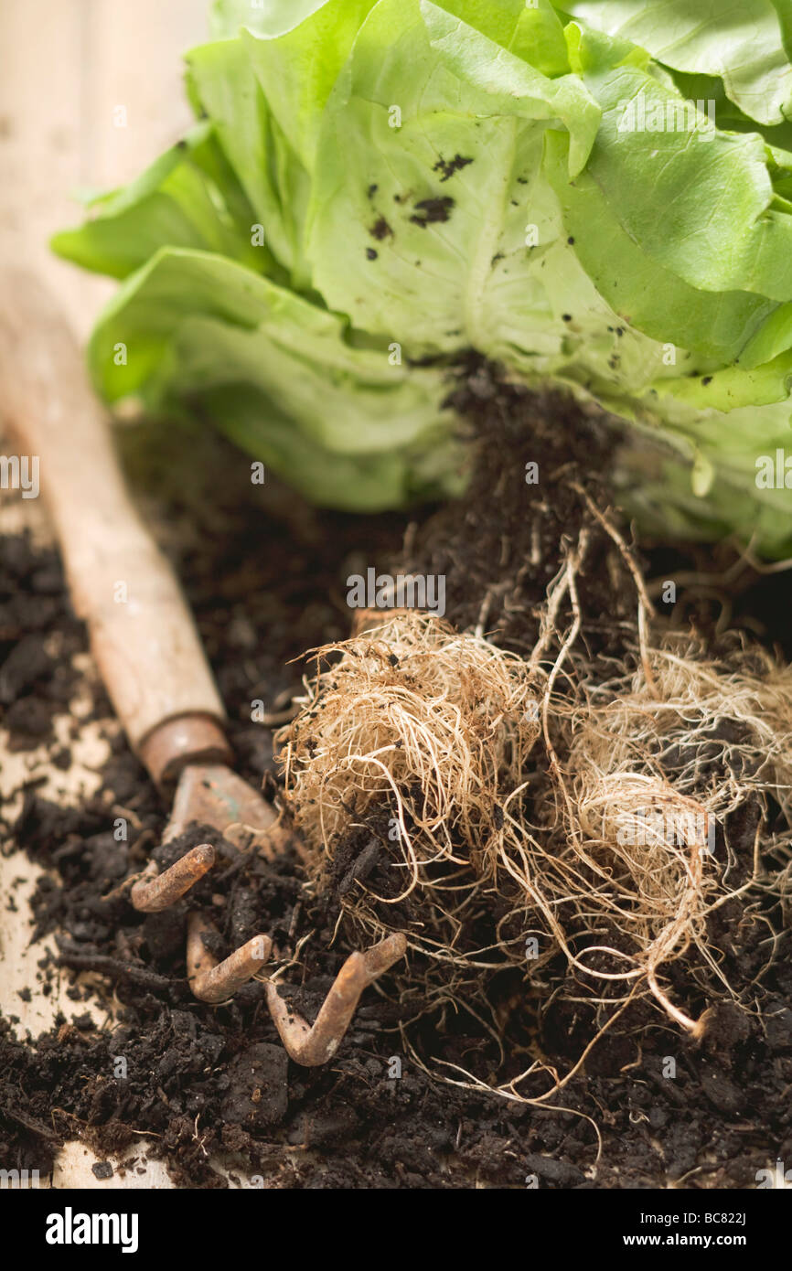 Lettuce with roots and soil, garden tool beside it Stock Photo - Alamy