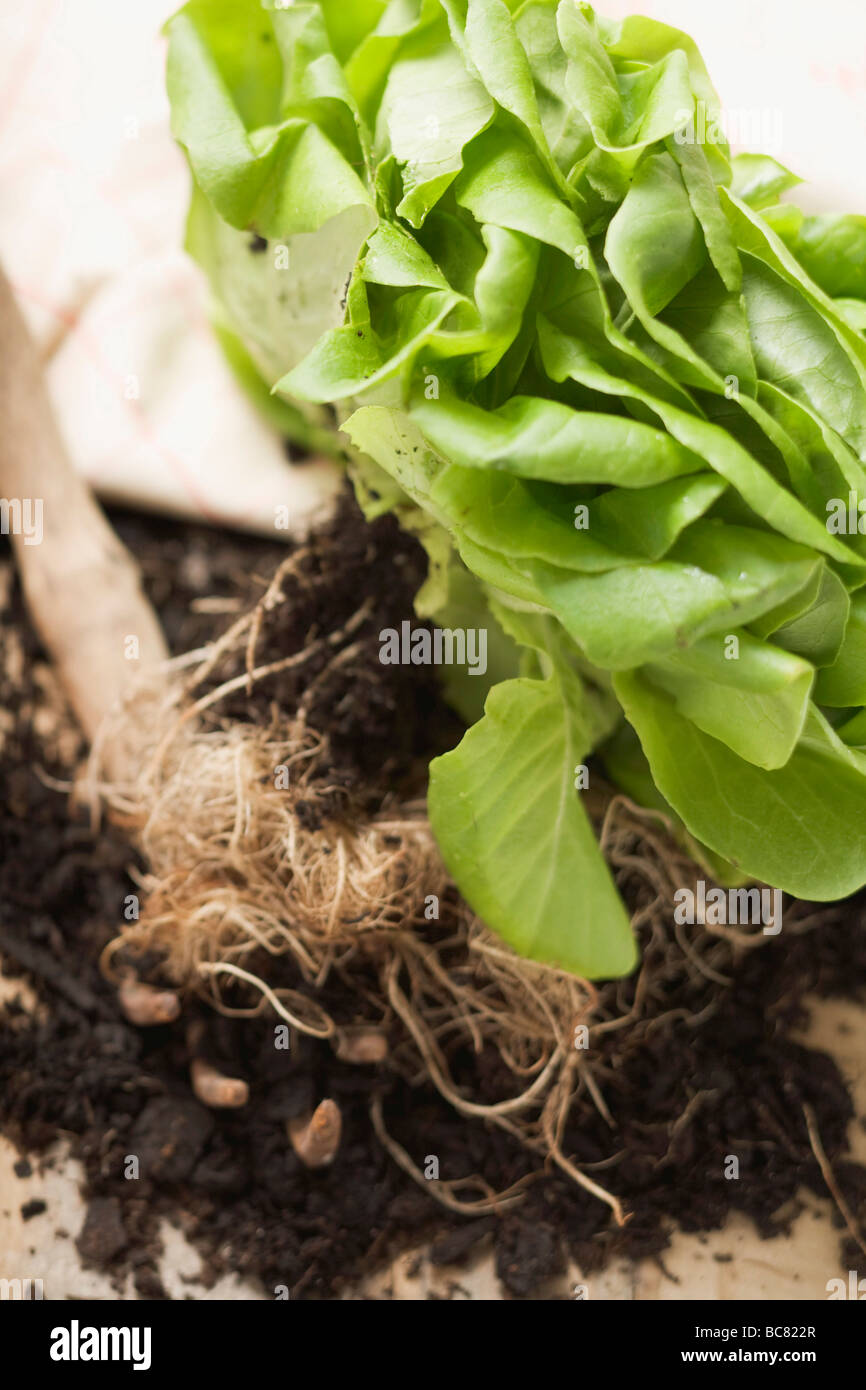 Lettuce with roots and soil, garden tool beside it Stock Photo - Alamy