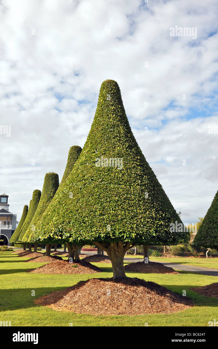 Hedge shape hi-res stock photography and images - Alamy