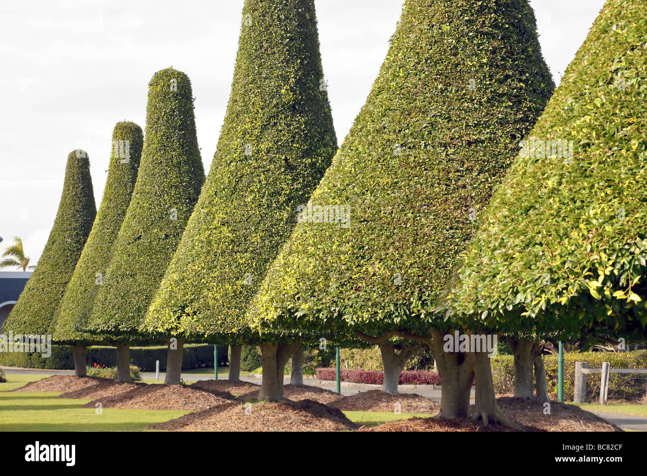 Trees pruned topiary in the shape of a cone to form an avenue Stock ...