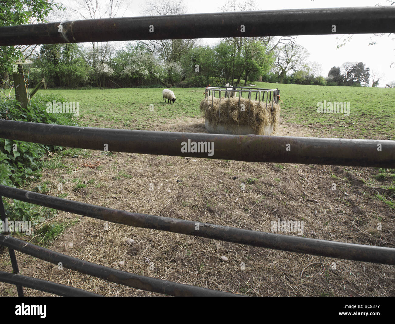 sheep eating hay in winter feed feeding livestock harsh condition ...
