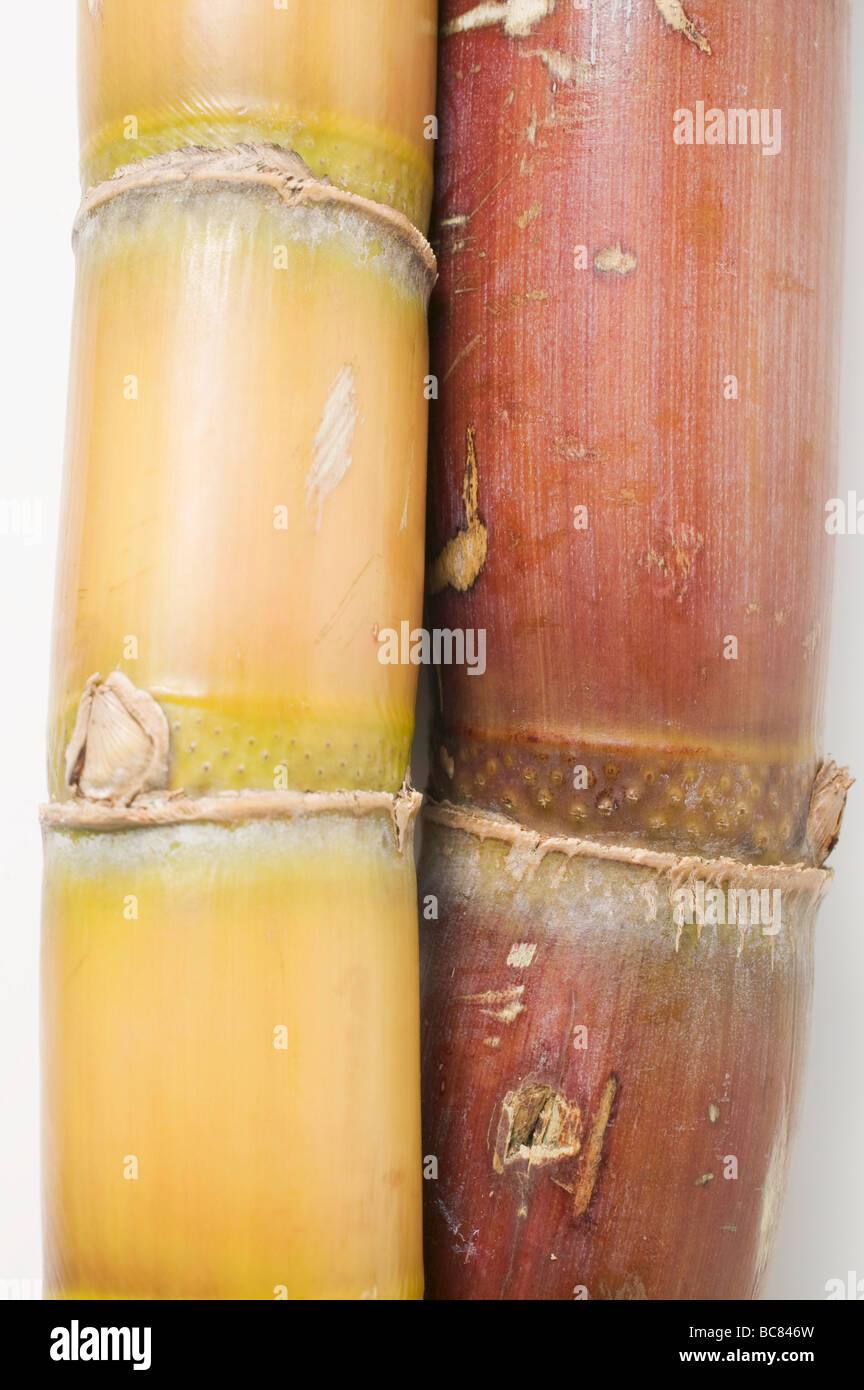 Sugar cane (detail Stock Photo - Alamy