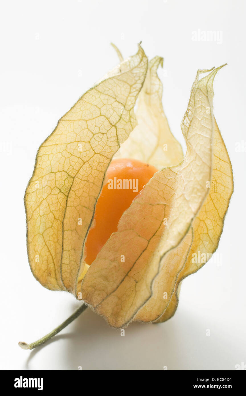 Physalis peruviana fruits in husk hi-res stock photography and images ...