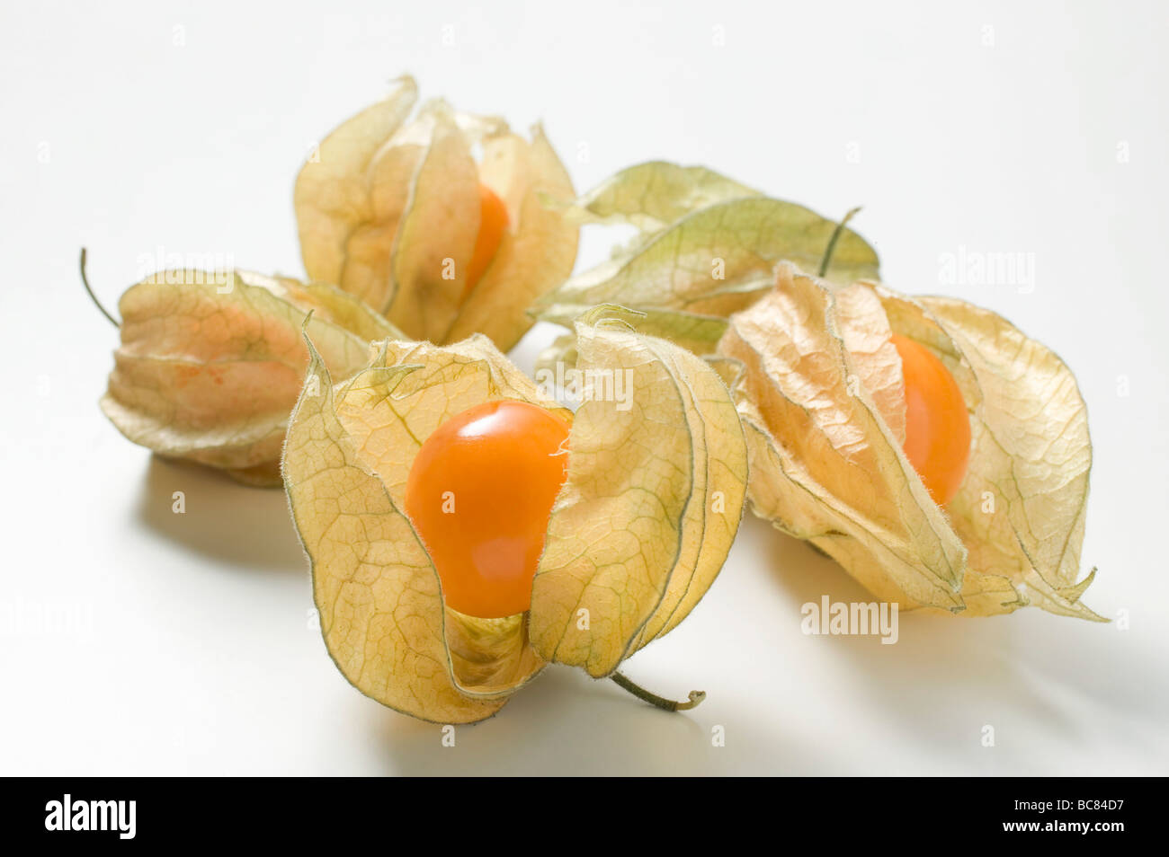 Several physalis with husks Stock Photo - Alamy